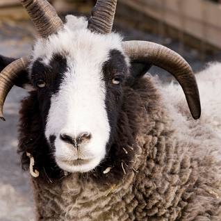 Echo Valley Jacob Sheep Yarn and Fleece – Twist Knitting and Spinning